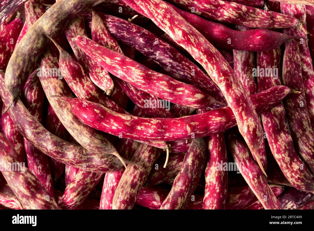 Cranberry beans. Fresh Organic Borlotti bean pods. Stylish modern food ...