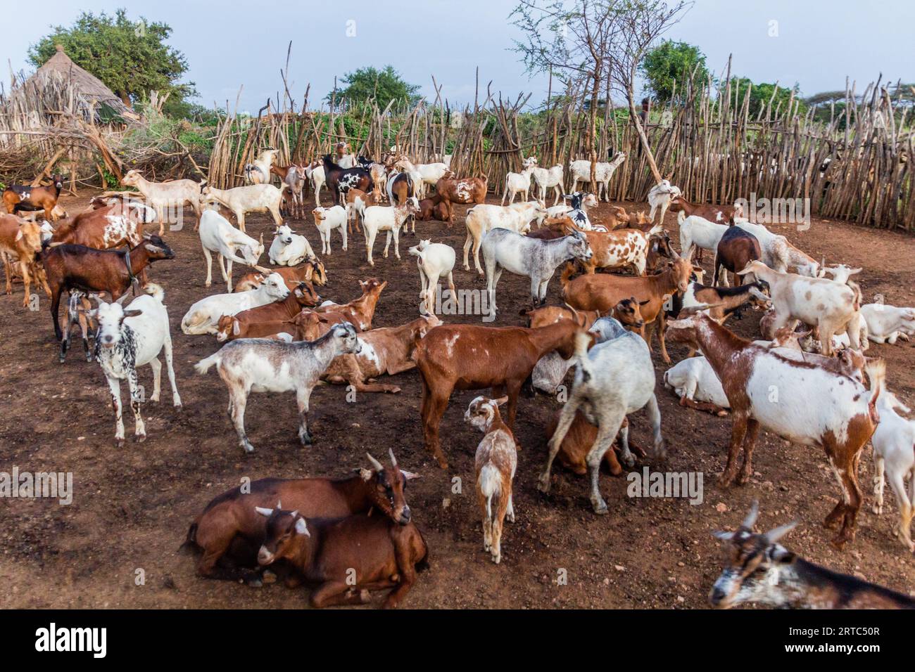 Goats in a village of Hamer tribe near Turmi, Ethiopia Stock Photo - Alamy