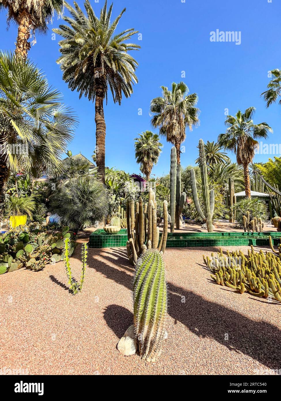 Morocco, Marrakech, Majorelle gardens Stock Photo - Alamy