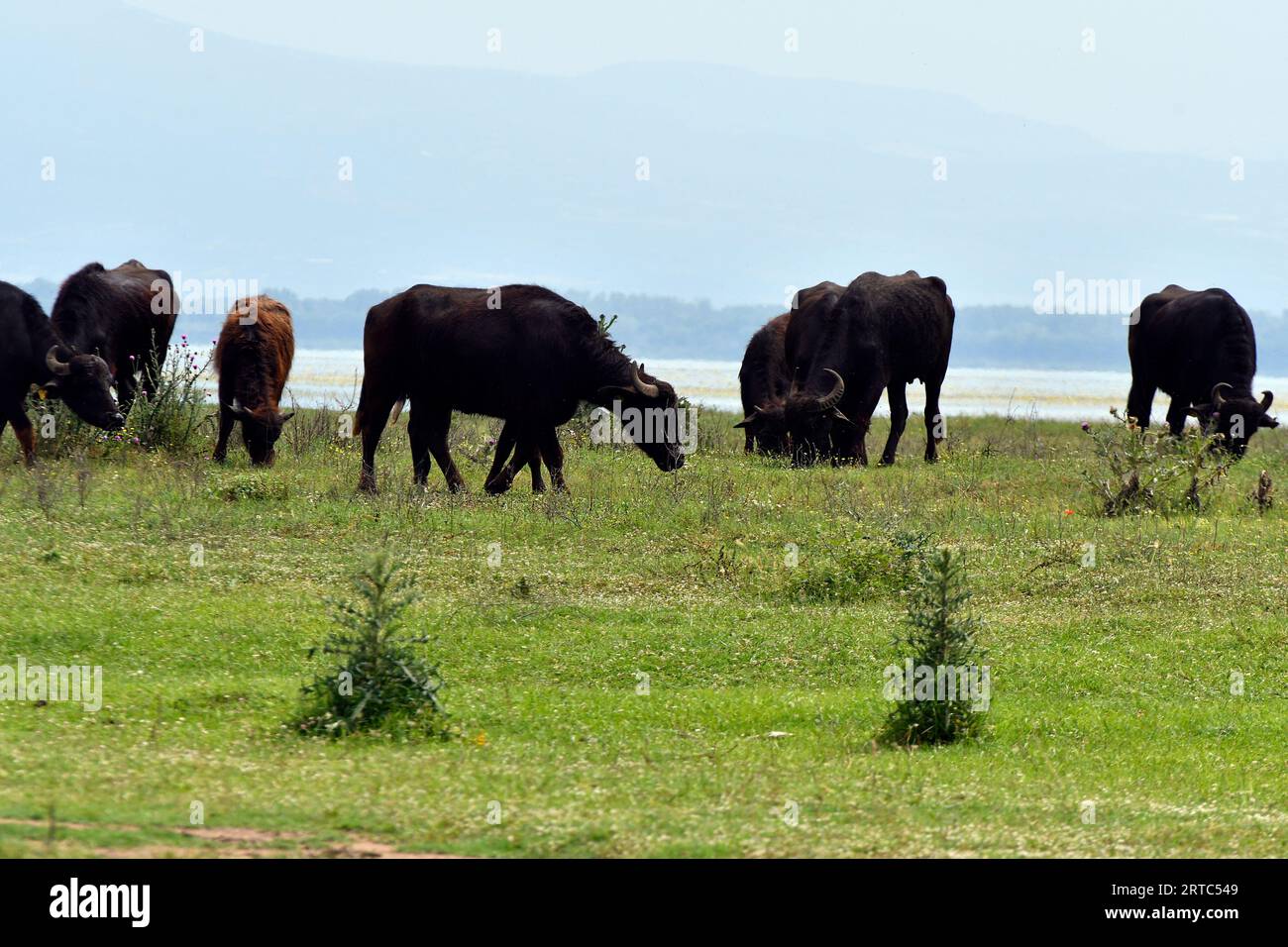 Greece, Water buffalo grazing freely in the grasslands at Lake Kerkini ...