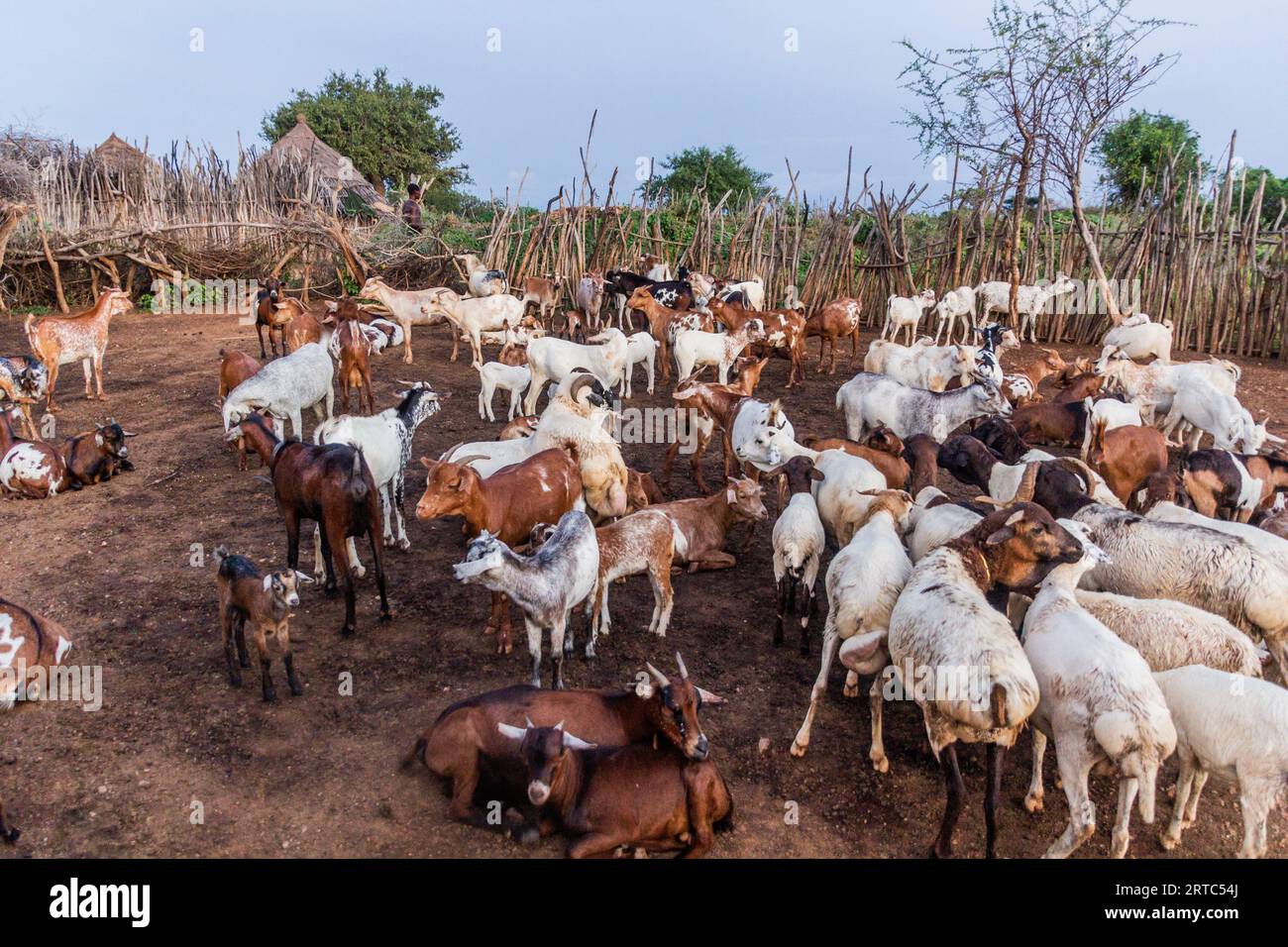 Goat in hamer tribe village hi-res stock photography and images - Alamy