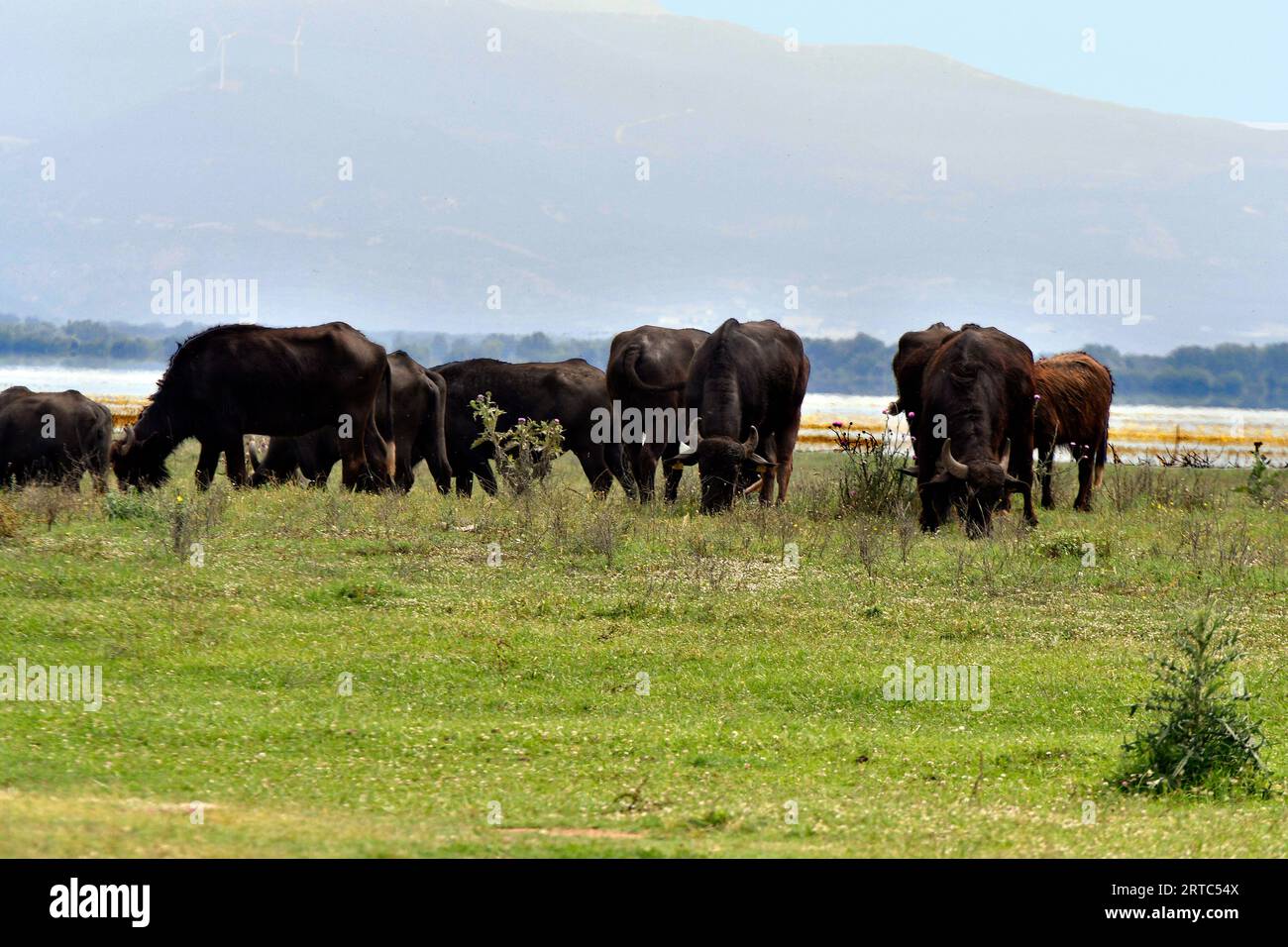 Greece, Water buffalo grazing freely in the grasslands at Lake Kerkini ...