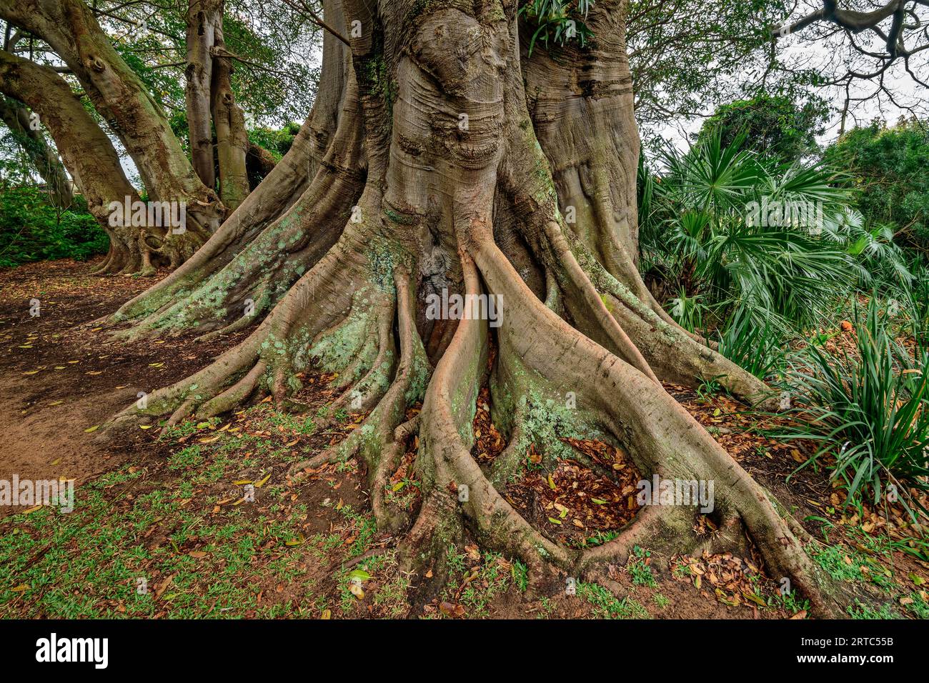 Gnarled tree roots africa hi-res stock photography and images - Alamy