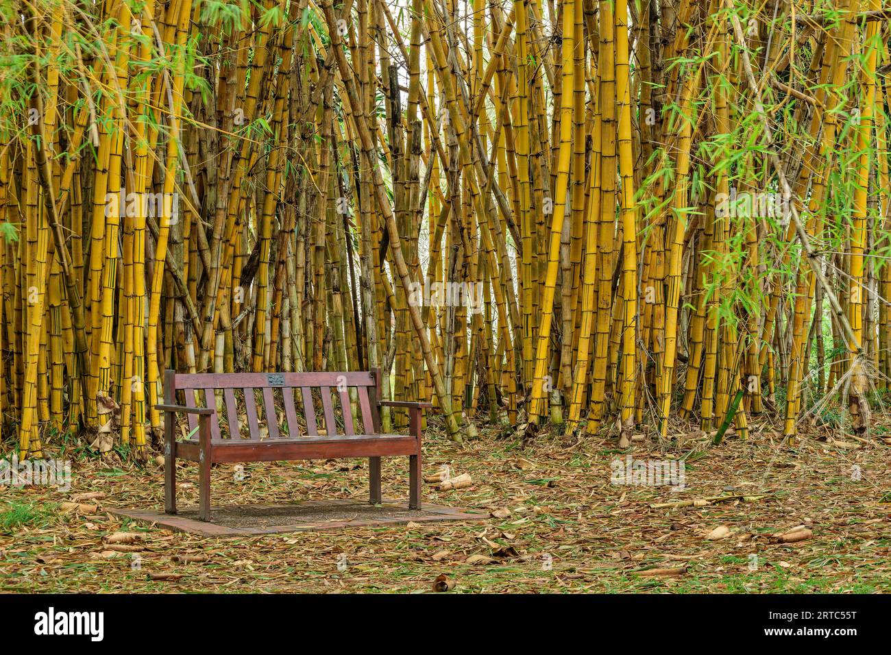 Rest bench stands in bamboo forest, Botanic Gardens, Durban, South ...