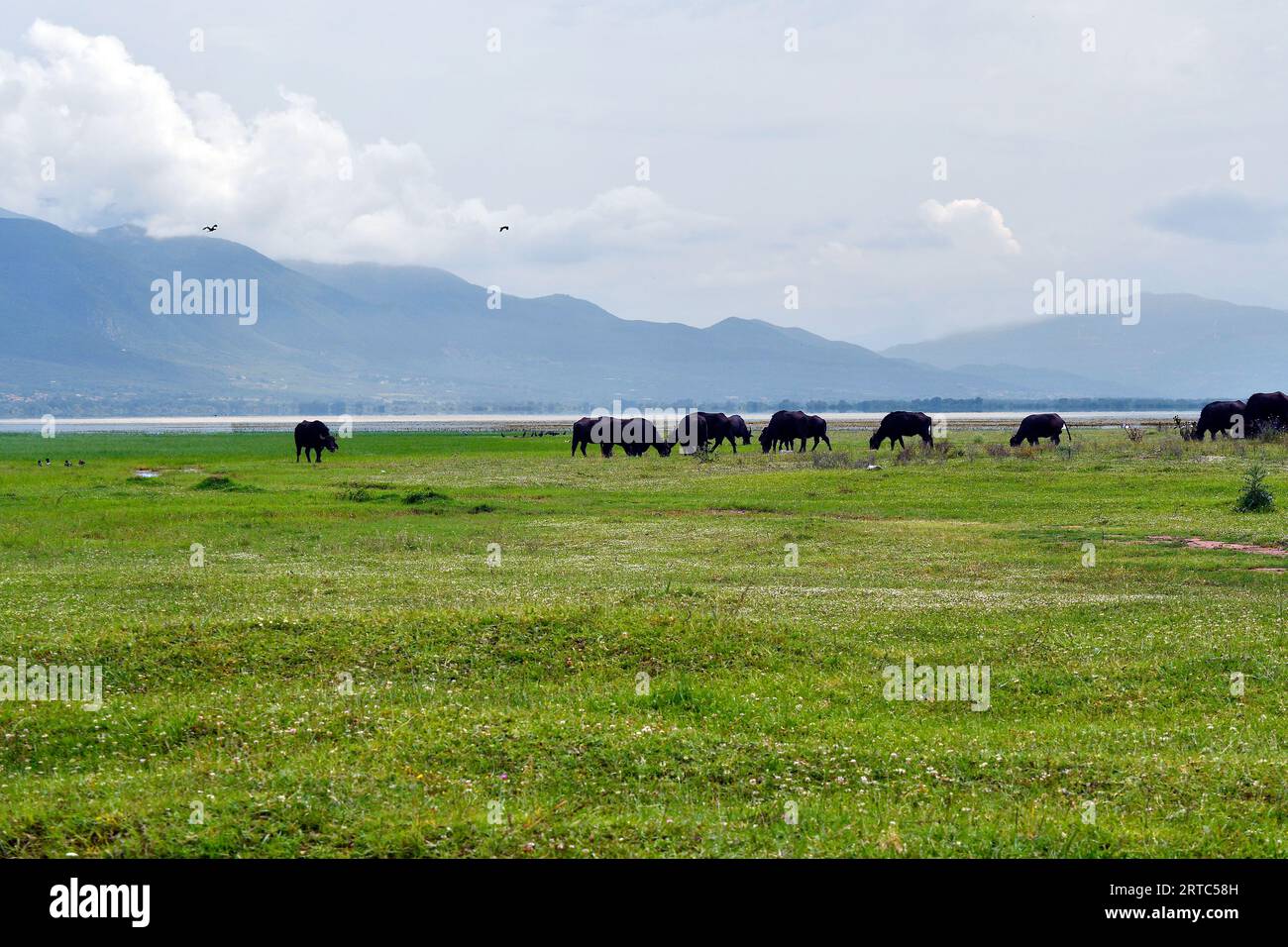 Greece, Water buffalo grazing freely in the grasslands at Lake Kerkini ...