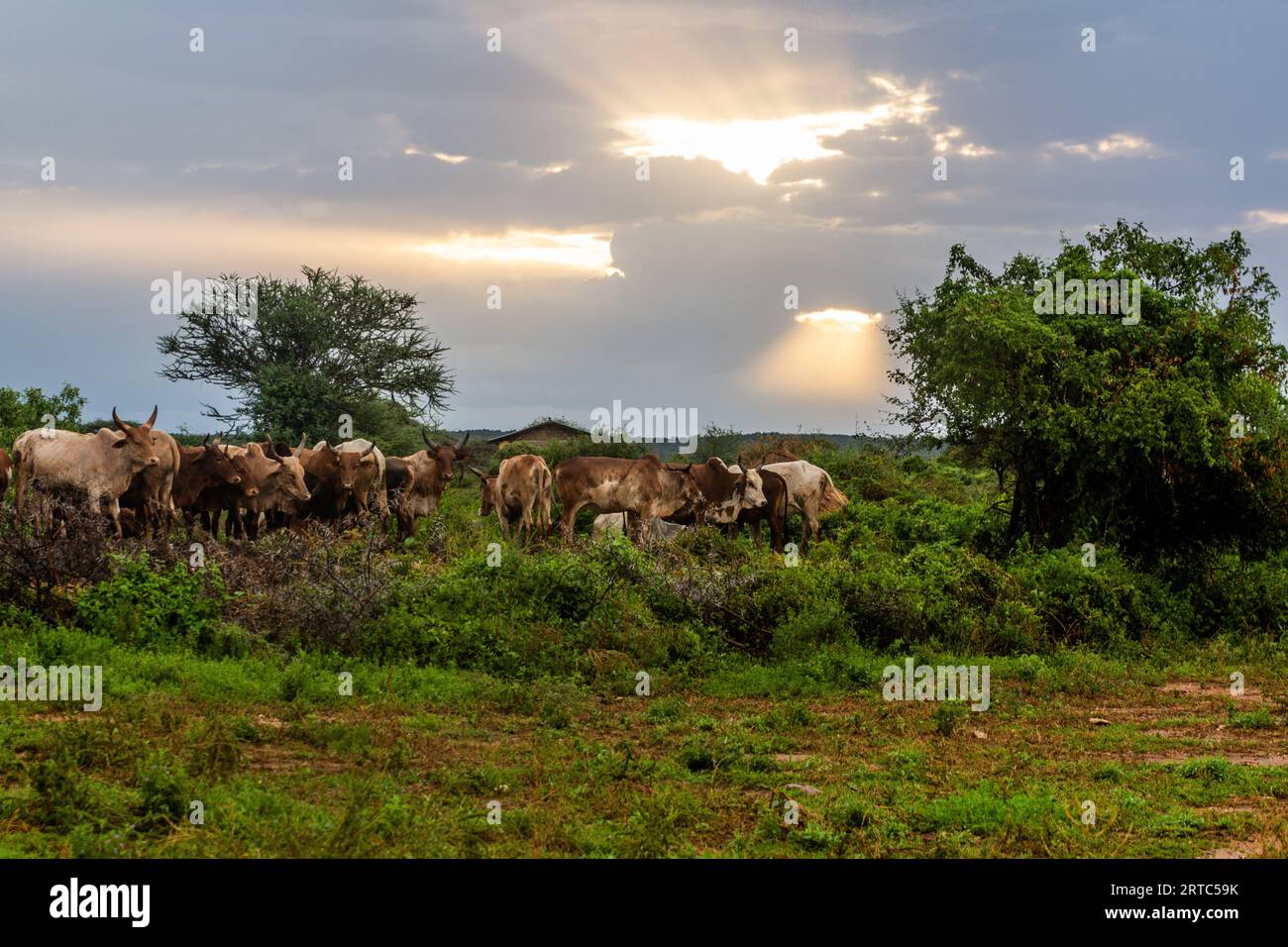 Herd of cows in a small village of Hamer tribe near Turmi, Ethiopia ...