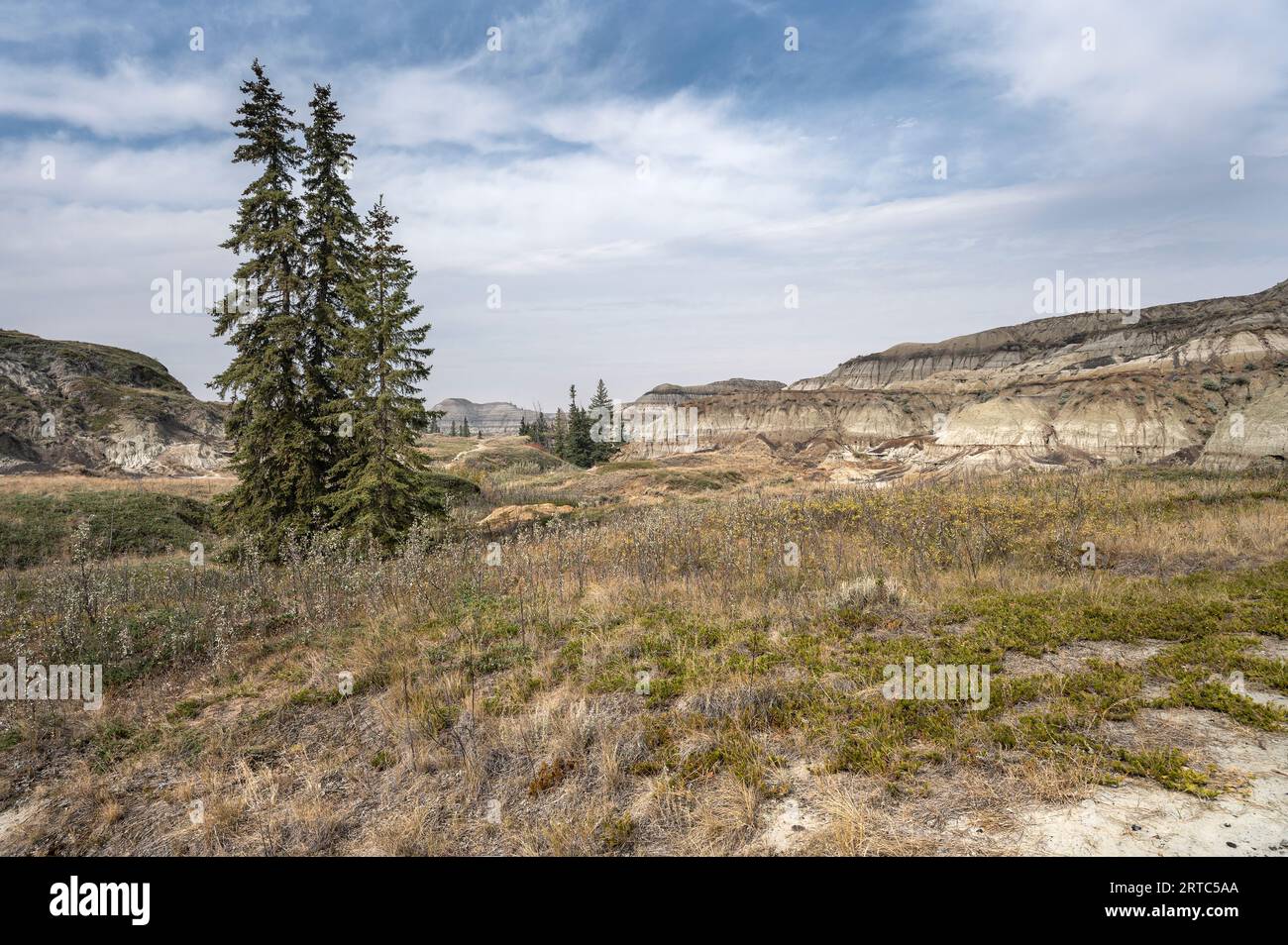 Spruce trees in the badlands of Horseshoe Canyon near Drumheller ...