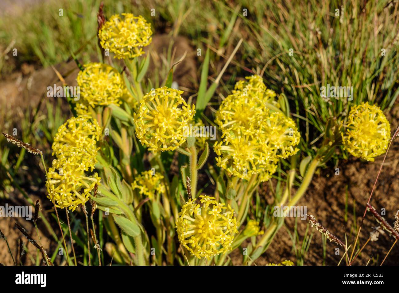 Yellow flowering daphne, Lesser Yellow-head, Lasiosiphon kraussiana ...