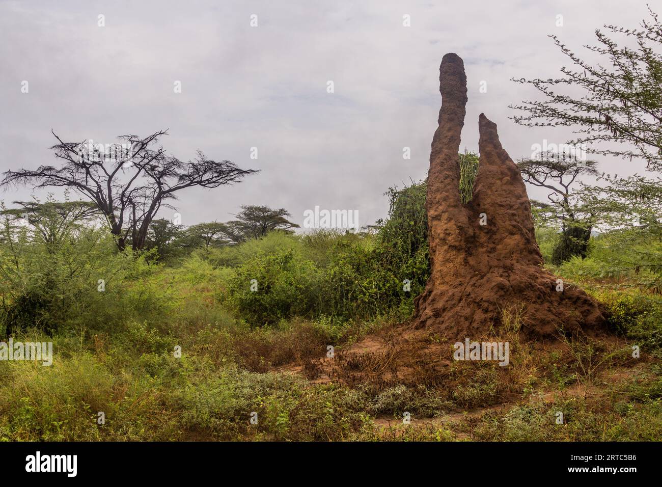 Termite mound in Omo valley, Ethiopia Stock Photo - Alamy