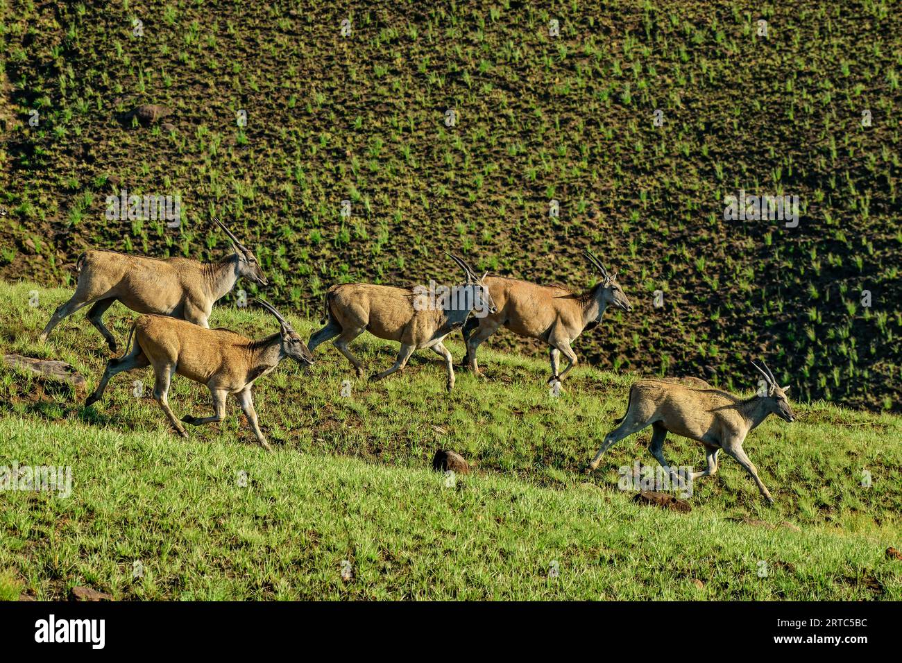 Escaping eland antelopes, Lotheni, Drakensberg Mountains, Kwa Zulu ...