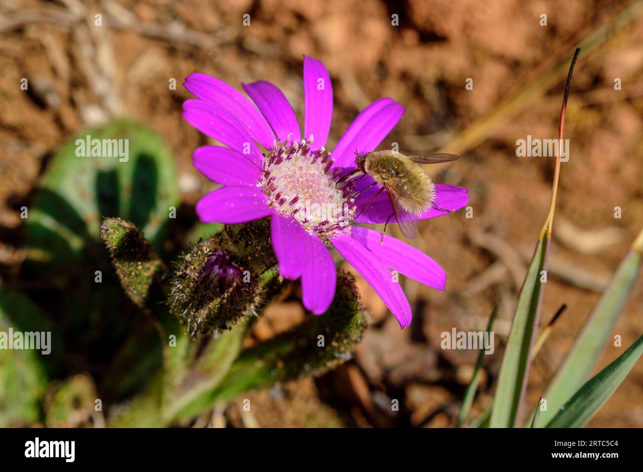 Purple flowering Cape Daisies, Osteospermum, Valley View, Lotheni ...