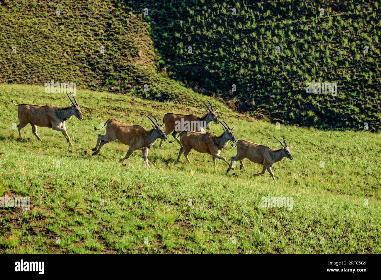 Escaping eland antelopes, Lotheni, Drakensberg Mountains, Kwa Zulu ...