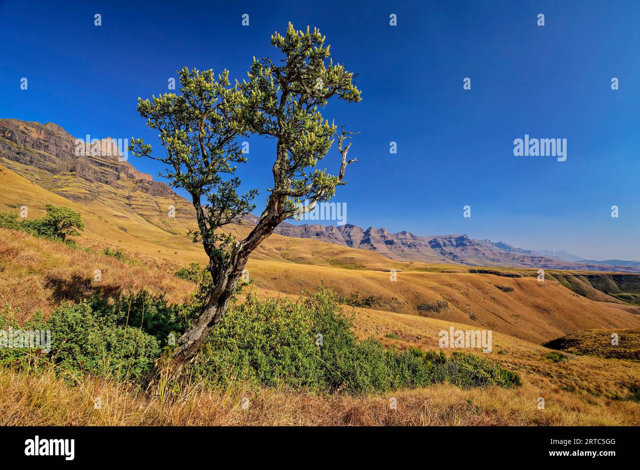 Single tree with Drakensberg in background, from Contour-Path, Giant's ...