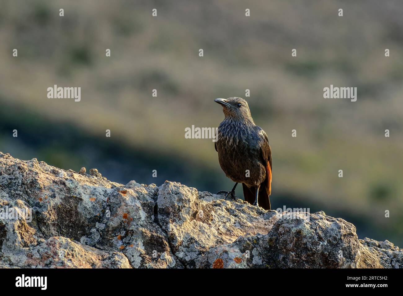 Red-winged Starling, Giant's Castle, Drakensberg Mountains, Kwa Zulu ...
