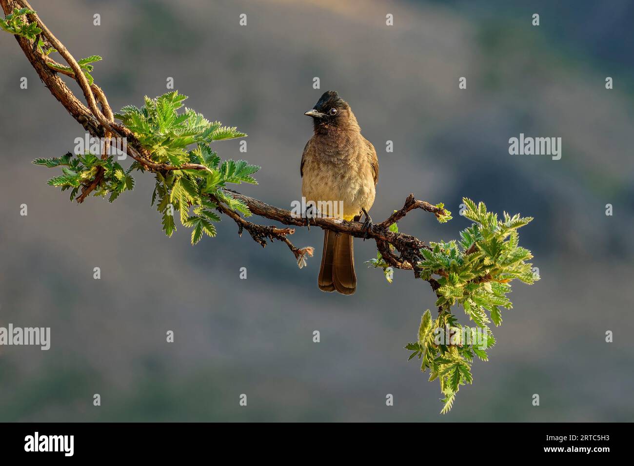 Gray Bulbul, Giant's Castle, Drakensberg Mountains, Kwa Zulu Natal ...
