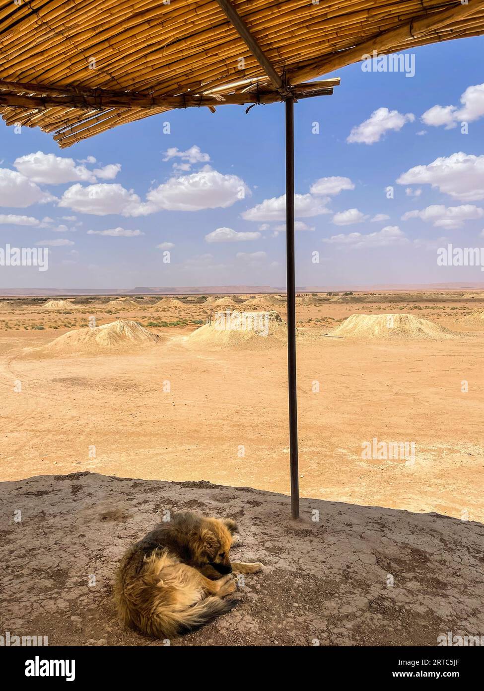 Morocco, Dog in the shade of a tent Stock Photo - Alamy