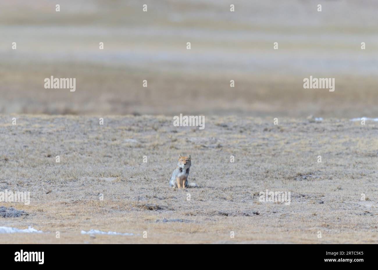 Tibetan sand fox from gurudongmar lake, North Sikkim Stock Photo - Alamy