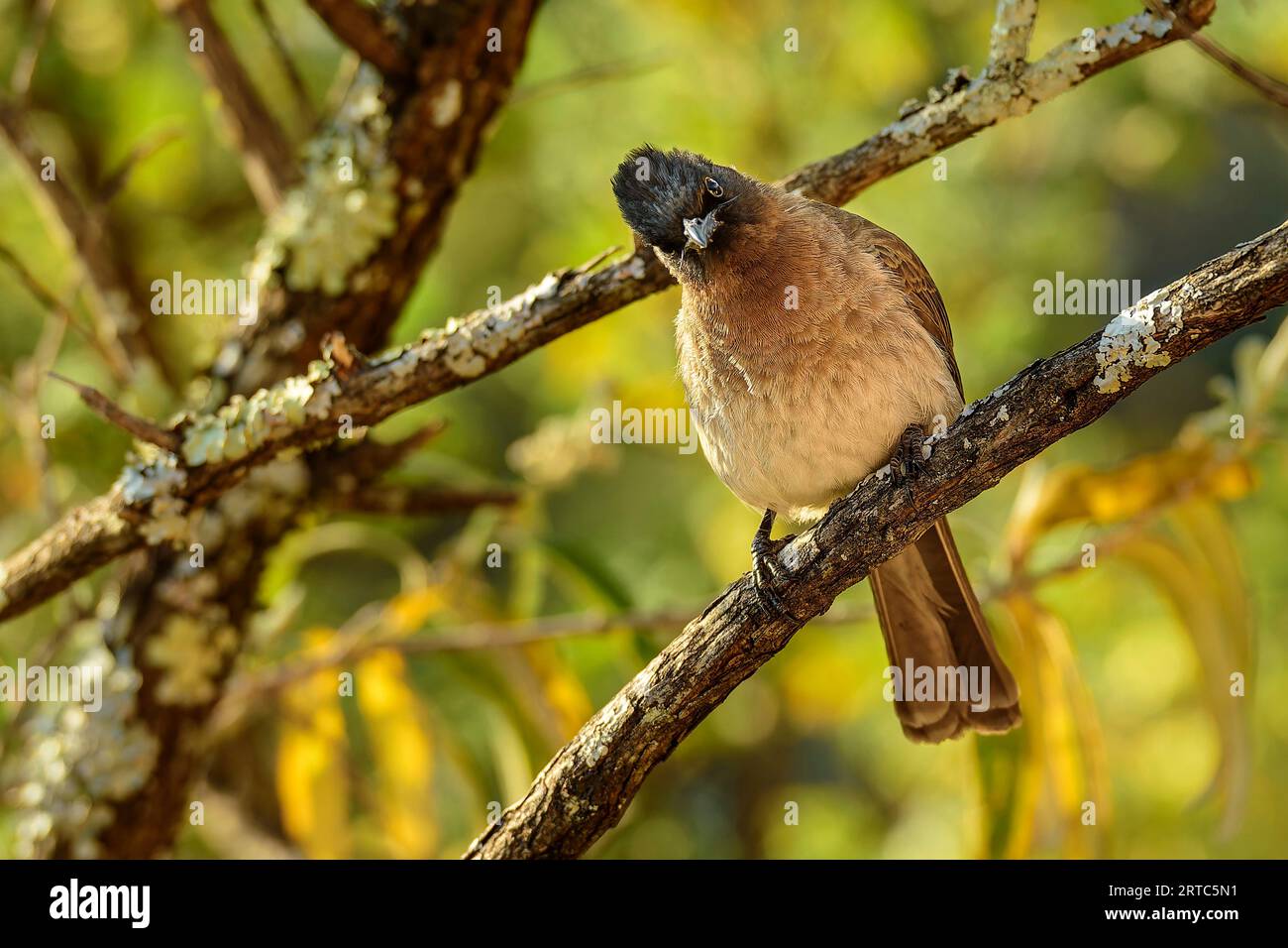 Gray Bulbul, Giant's Castle, Drakensberg Mountains, Kwa Zulu Natal ...