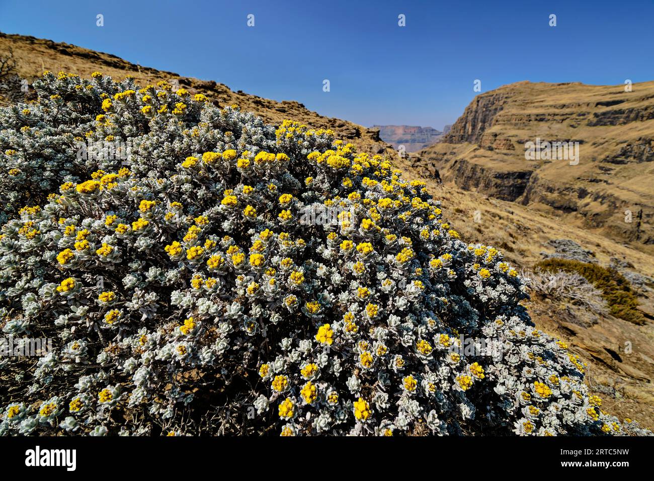 Yellow flowering bush at Langalibalele Pass, Langalibalele Pass, Giant ...
