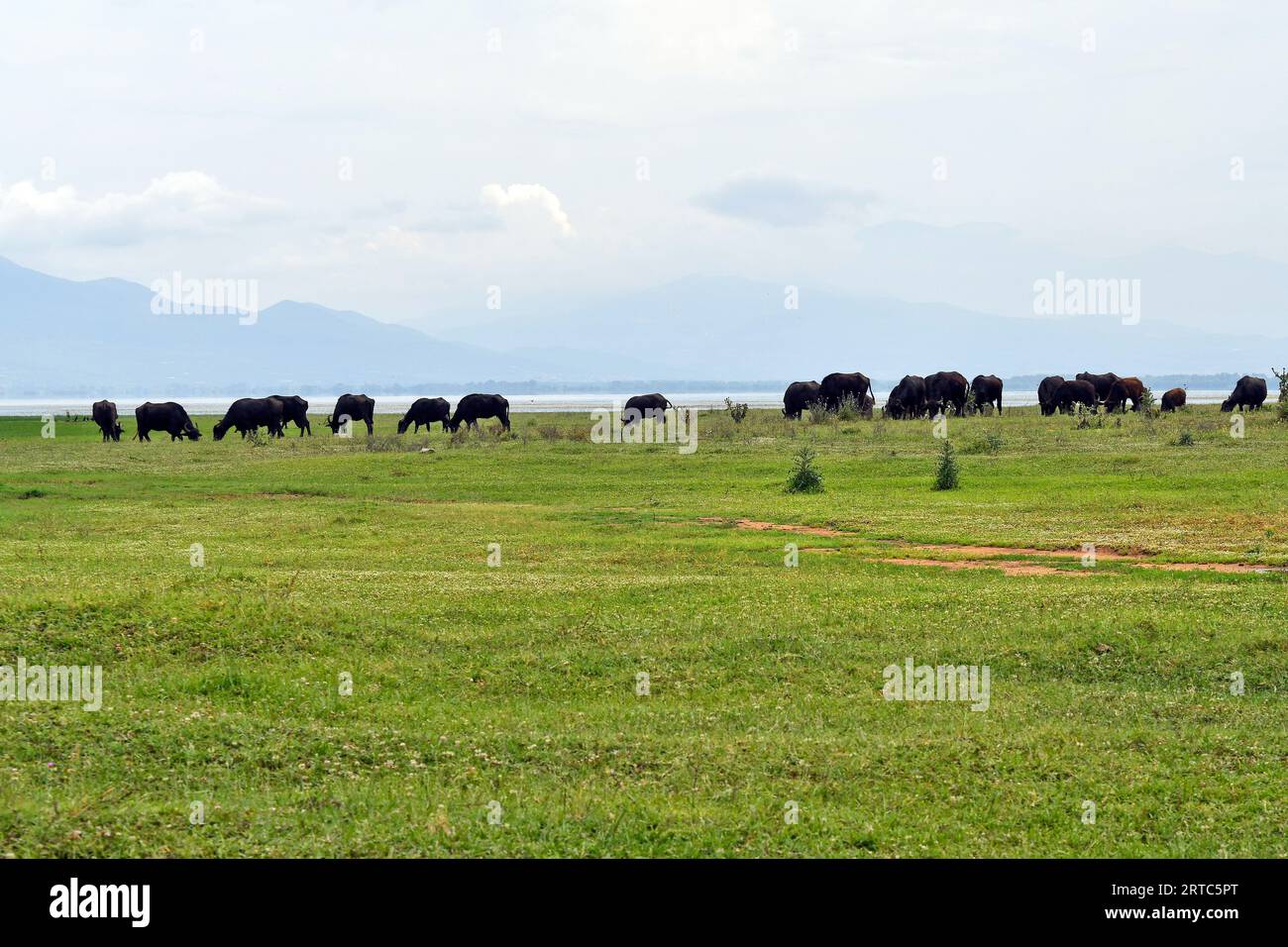 Greece, Water buffalo grazing freely in the grasslands at Lake Kerkini ...