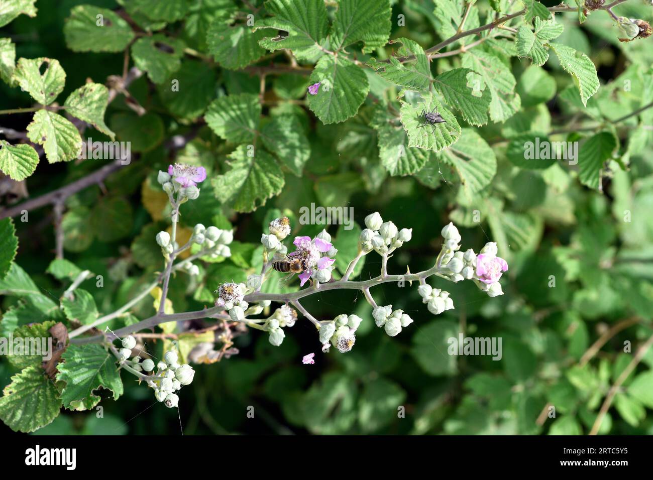 Greece, Bee on flowering wild bramble bush at Kerkini lake Stock Photo ...
