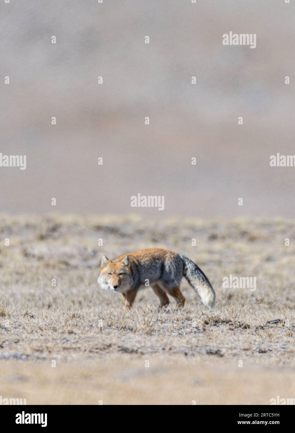 Tibetan sand fox from gurudongmar lake, North Sikkim Stock Photo - Alamy