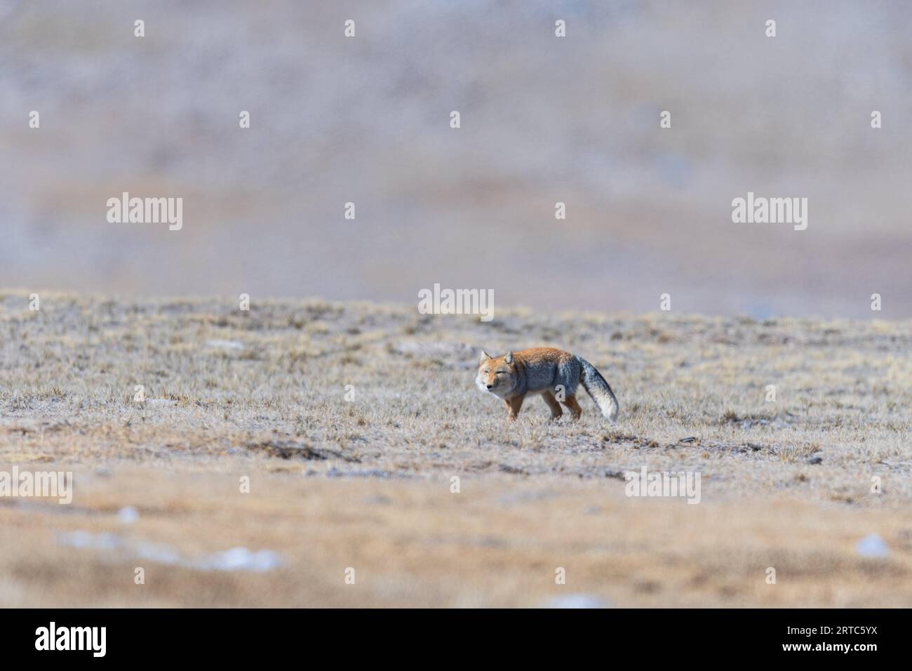 Tibetan sand fox from gurudongmar lake, North Sikkim Stock Photo - Alamy