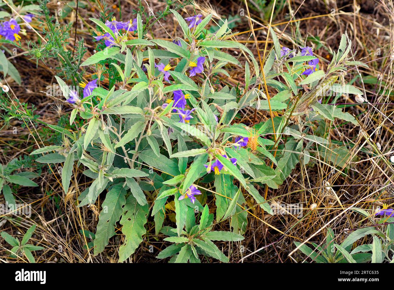 Greece, flowering silver-leaf nightshade aka willow-leaved nightshade ...