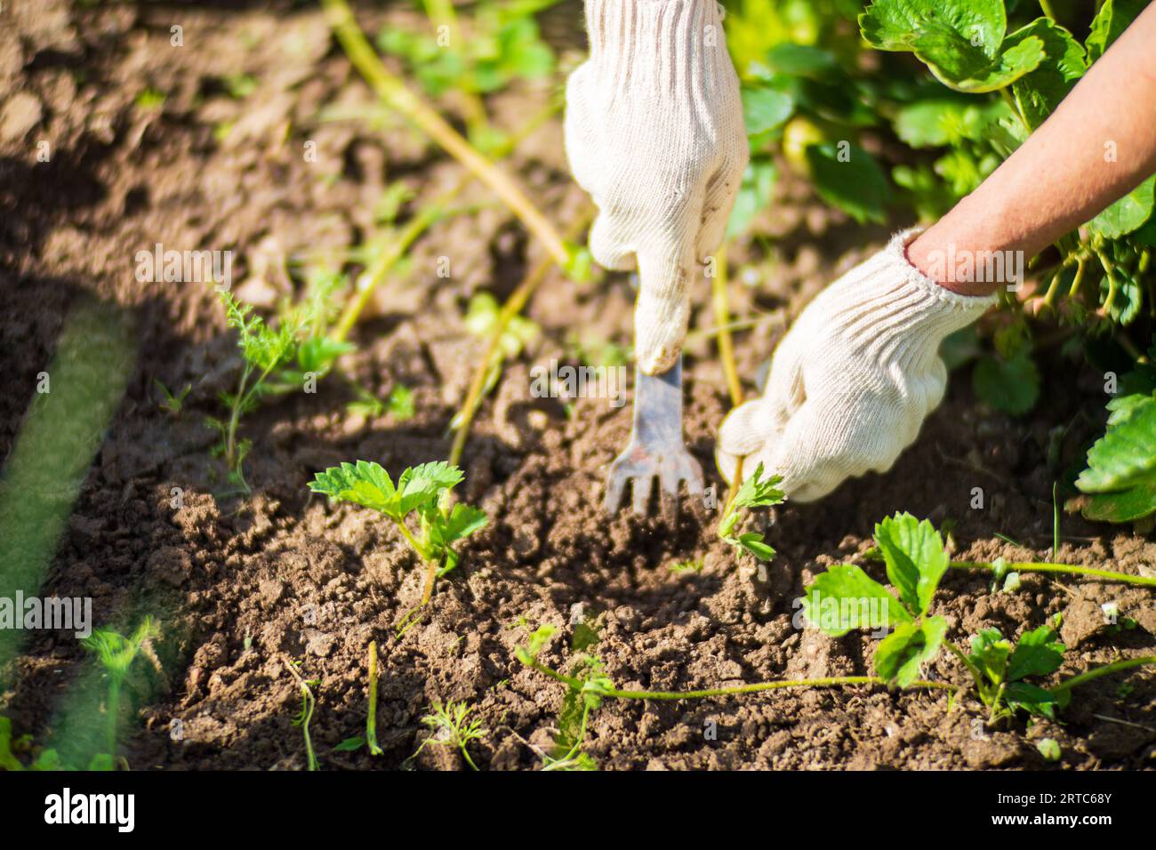 The farmer takes care of the plants in the vegetable garden on the farm ...