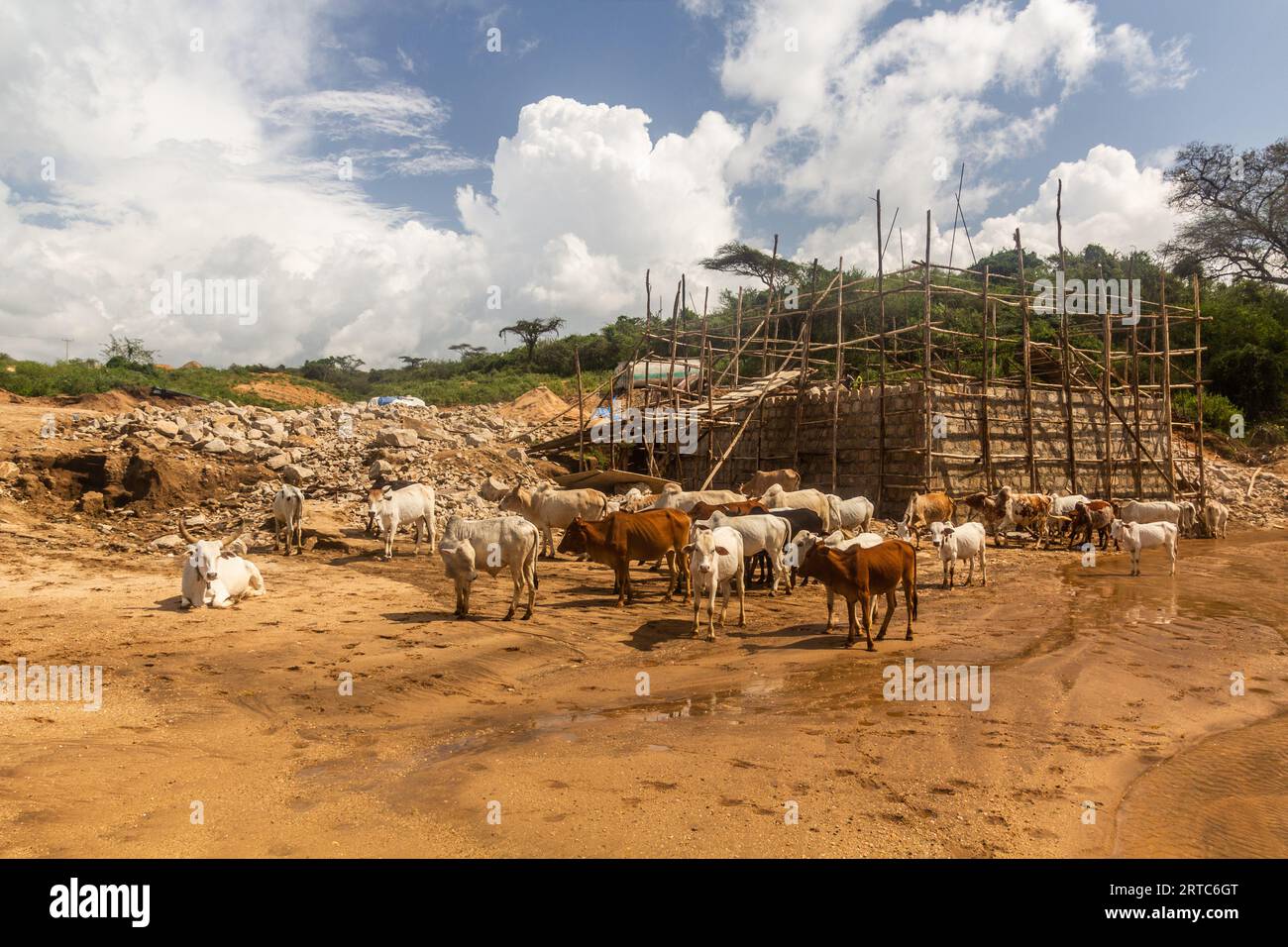 Ethiopia farming cow hi-res stock photography and images - Alamy