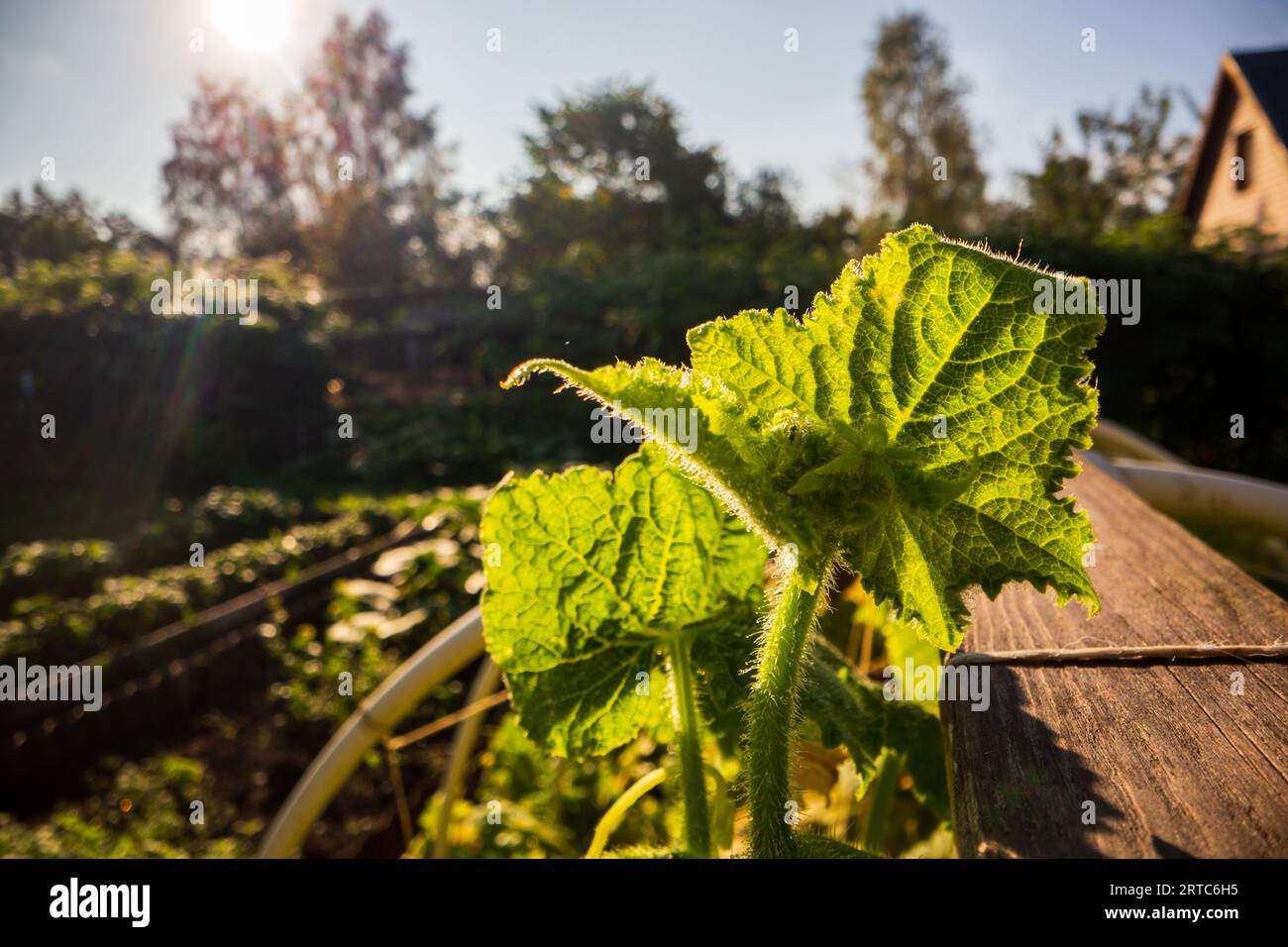 Stem and leaves of cucumber close-up in the farm. Green fresh natural ...