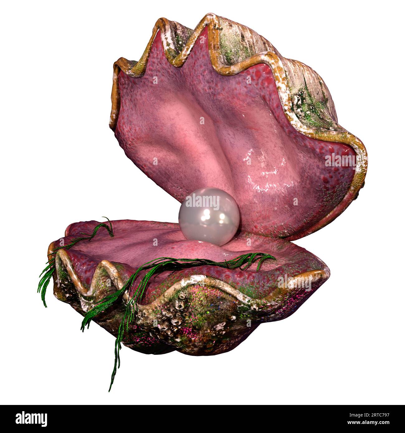 3D rendering of a shell with pearl isolated on white background Stock ...