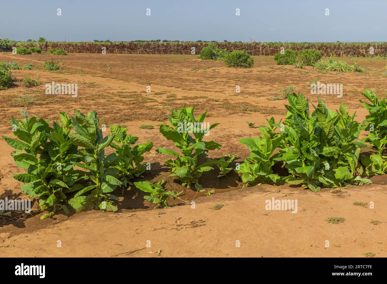 Landscape near Daasanach tribe village near Omo river, Ethiopia Stock ...