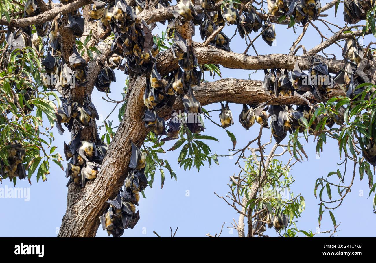The Pemba Flying Fox is one of the largest of the fruit bat family ...