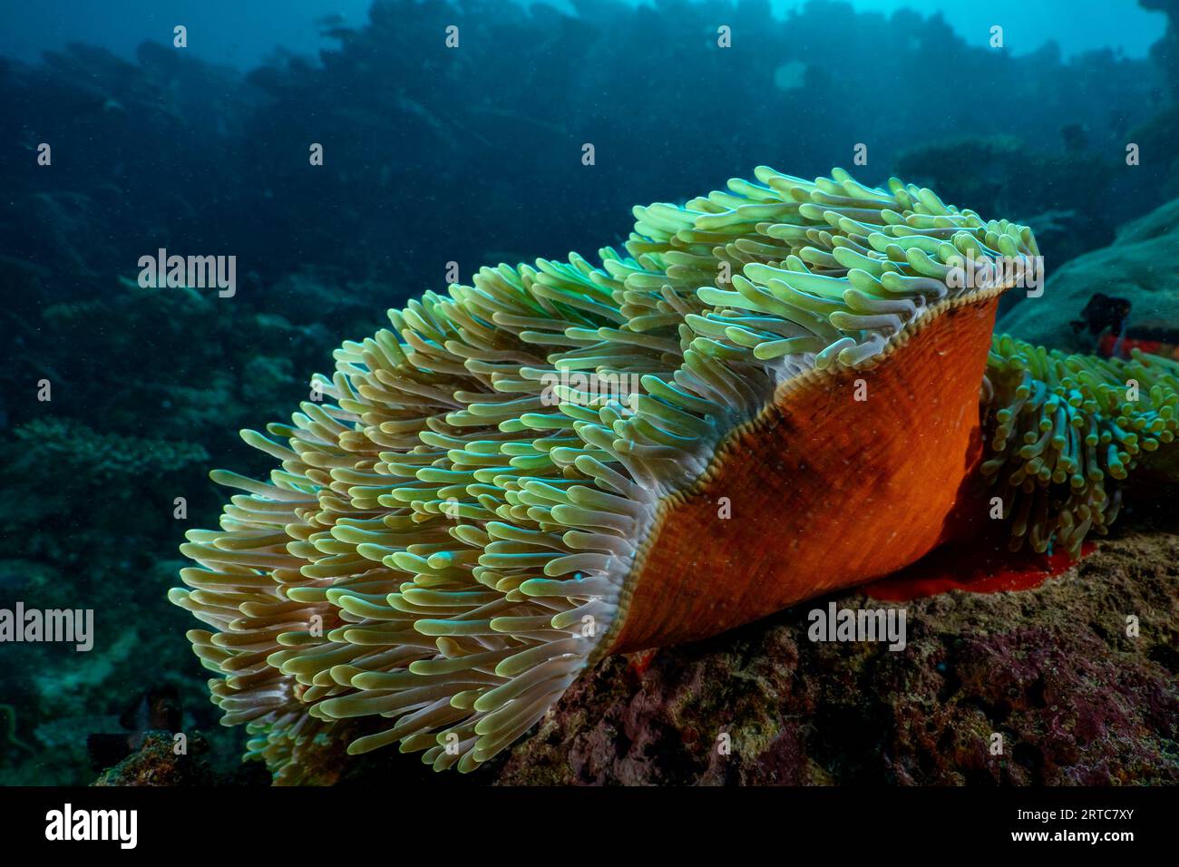 Scubadiving at Boueni Passage Mayotte Lagoon Indian Ocean great mix of ...