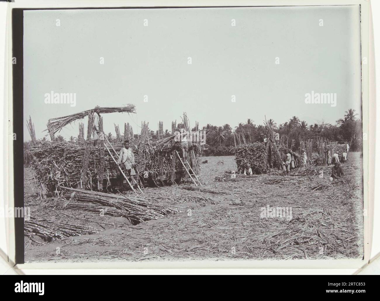 Sugar cane plantation in Java - Vintage Archive Photo, 1900, Bali, Java ...