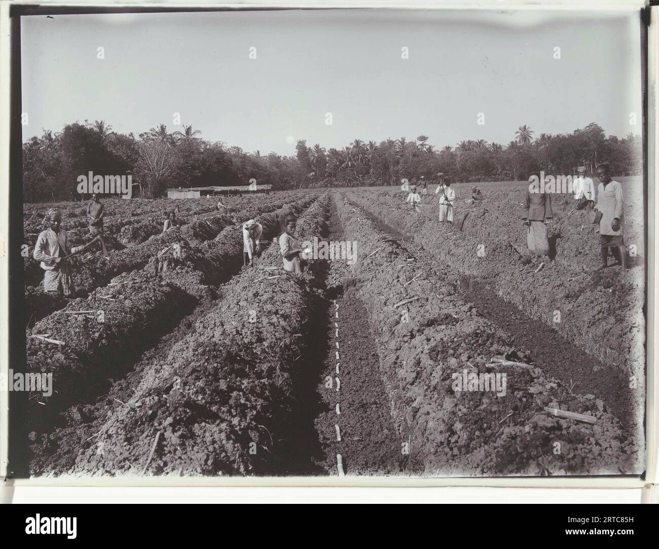 Dutch east indies plantation hi-res stock photography and images - Alamy