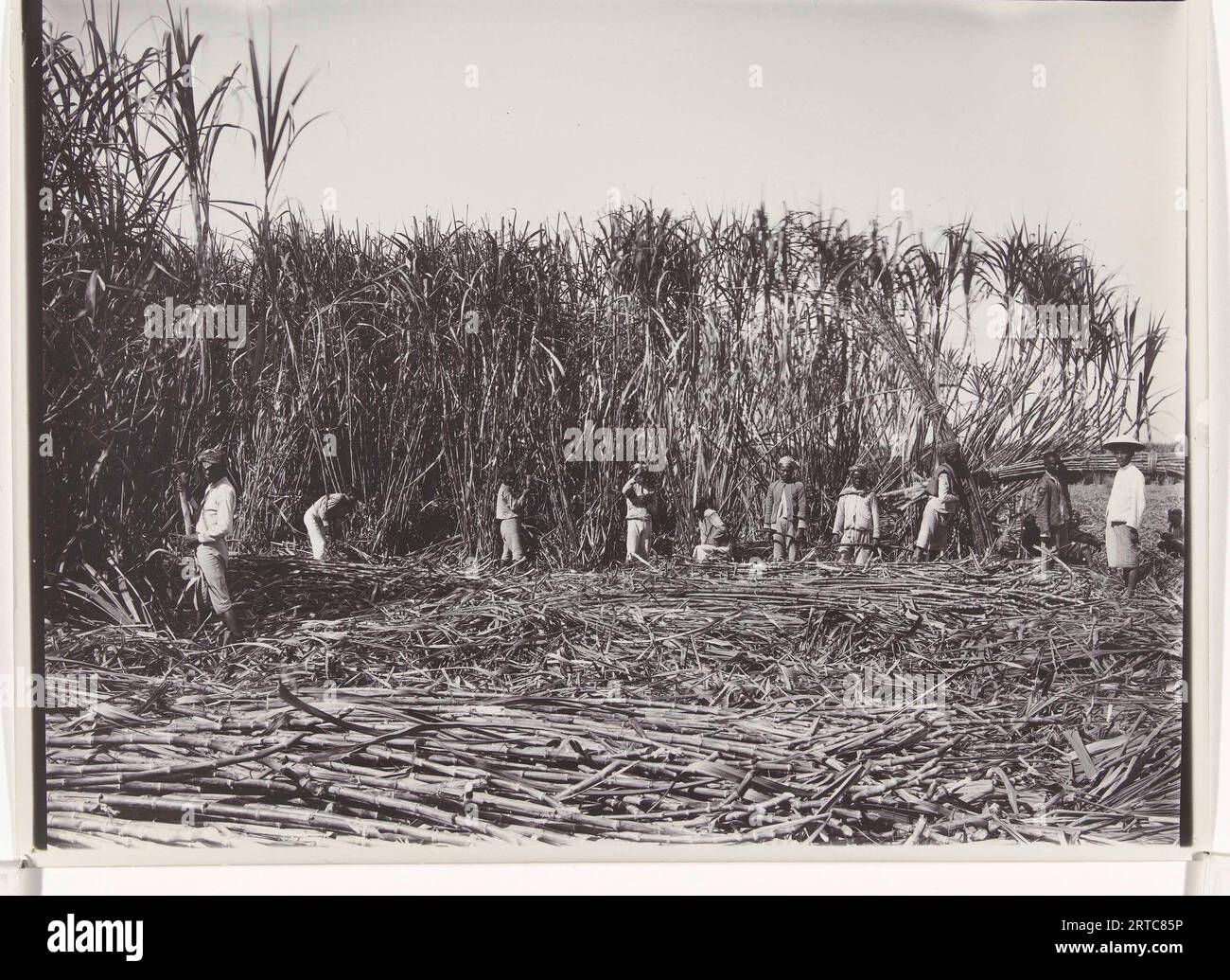 Sugar Company Factory, Sugar Plantation, Vintage Archive Photo, 1900 ...