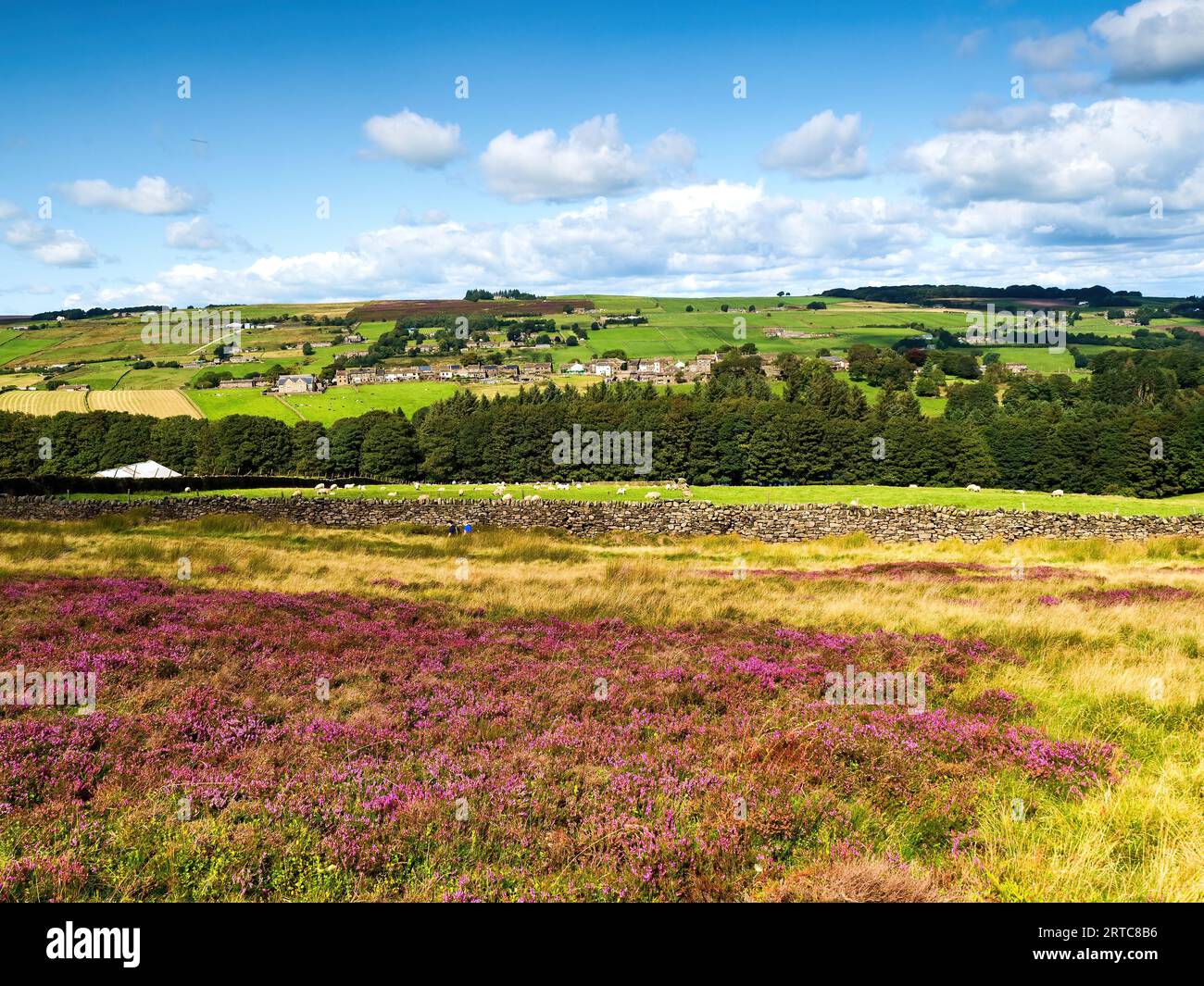 Summer on Haworth Moor and the heather is in bloom Stock Photo - Alamy