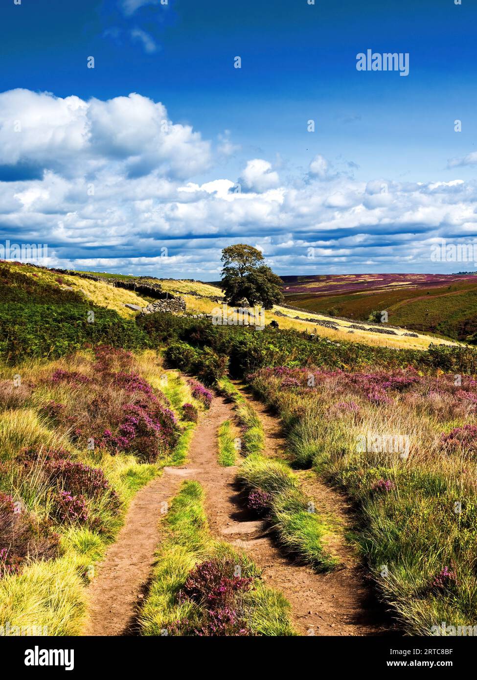 Summer on Haworth Moor and the heather is in bloom Stock Photo - Alamy