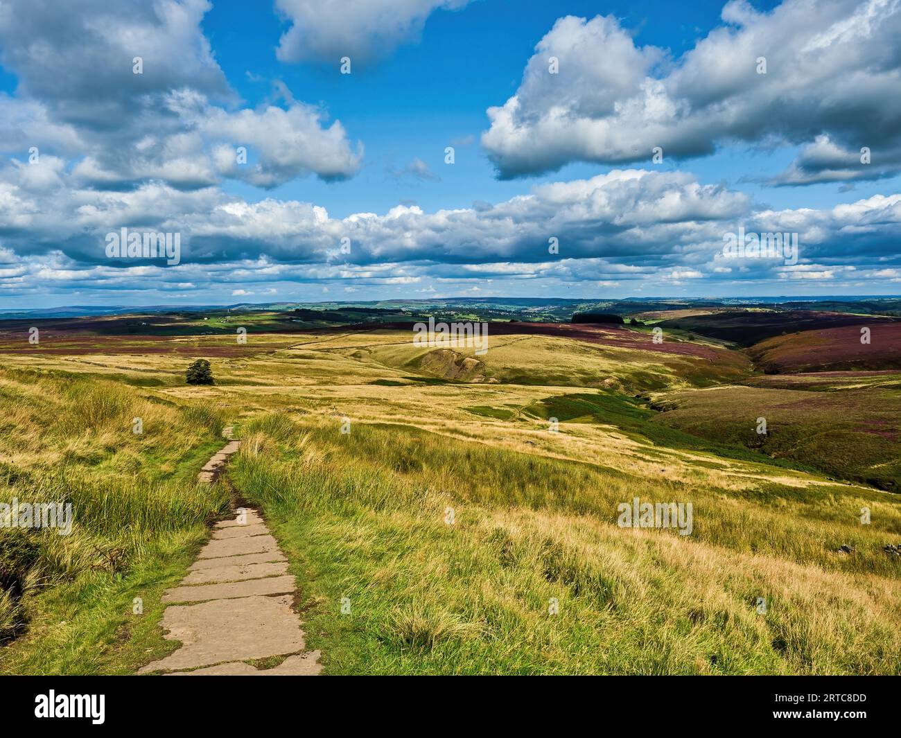 Summer on Haworth Moor and the heather is in bloom Stock Photo - Alamy
