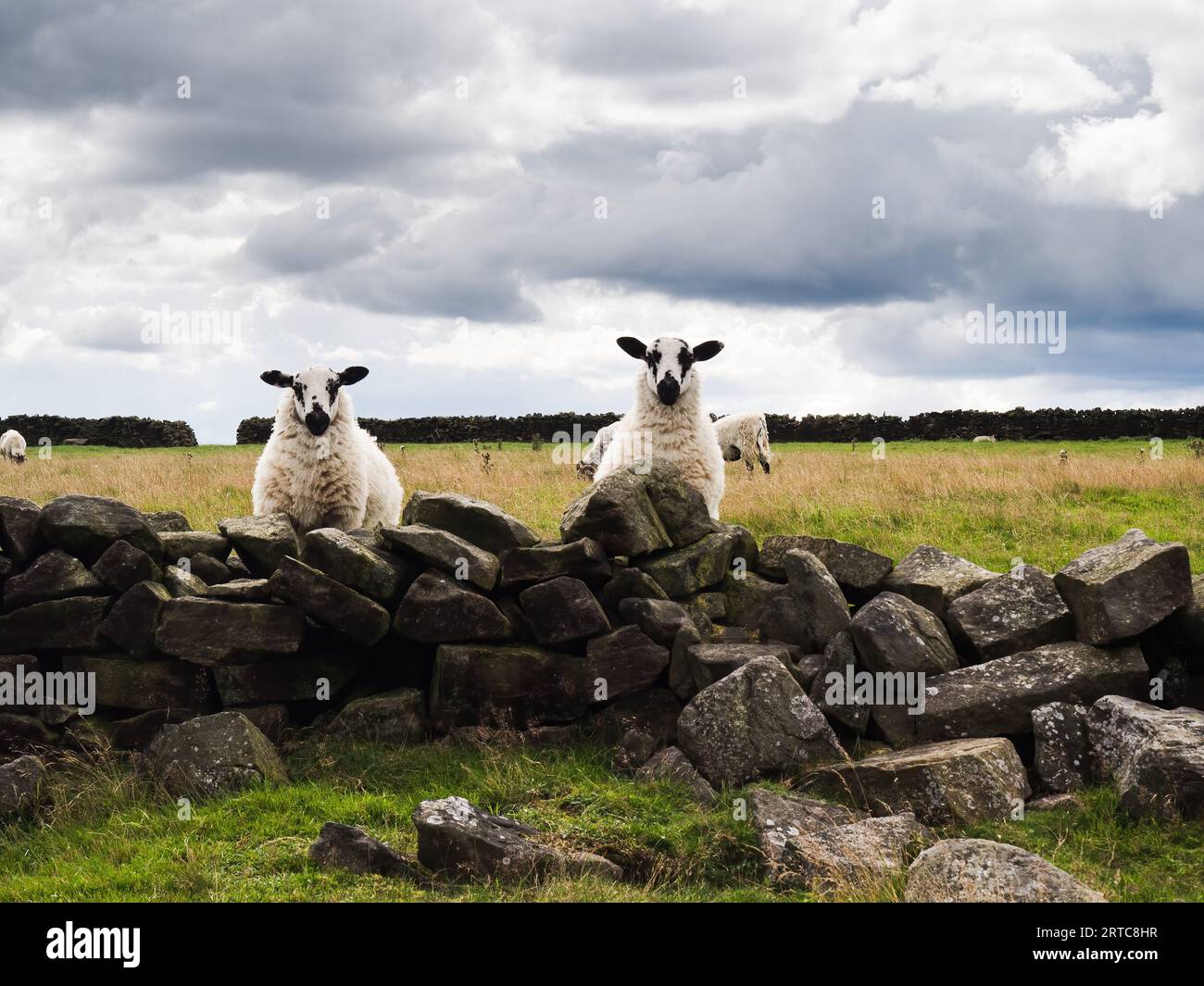 Sheeps fleece hi-res stock photography and images - Alamy
