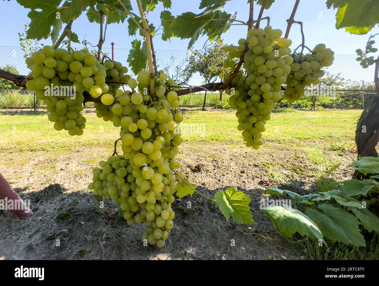 Grapes in vineyard. Sweet and ripe white grapes on the bush Stock Photo ...
