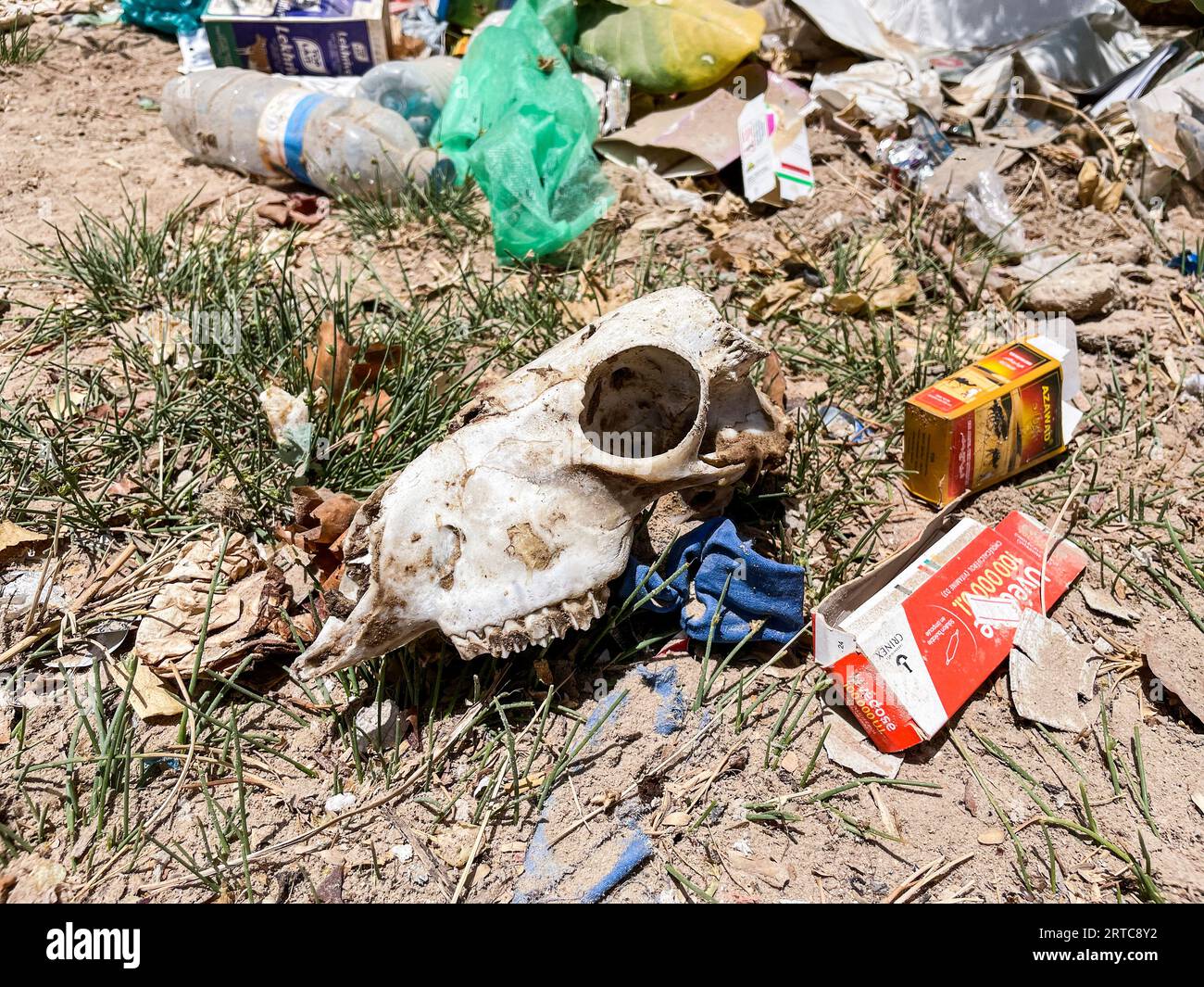 Desert dead animals hi-res stock photography and images - Alamy