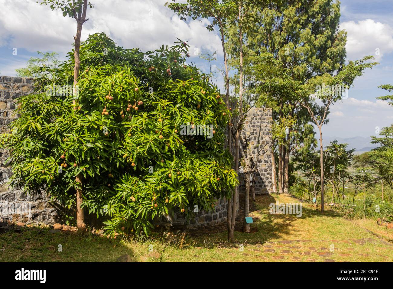 Mango tree growing in Konso, Ethiopia Stock Photo - Alamy