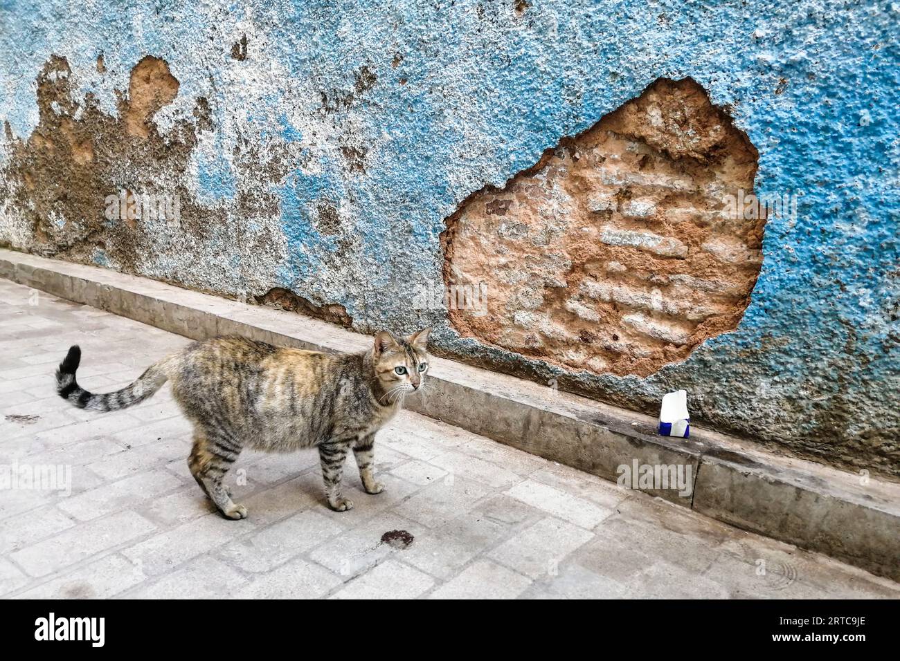 Morocco, Fes, cat Stock Photo - Alamy