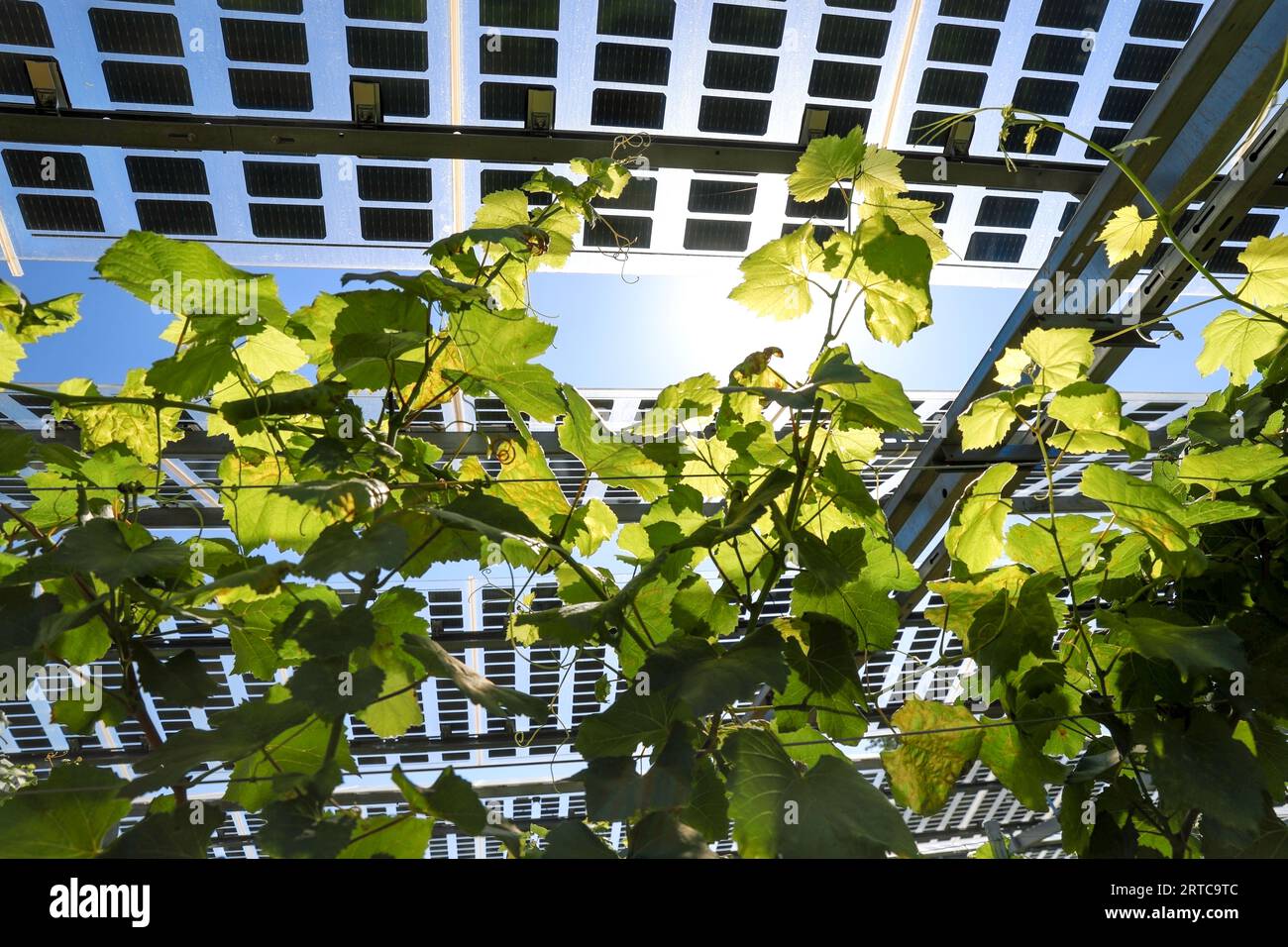 Vine farm solar energy hi-res stock photography and images - Alamy