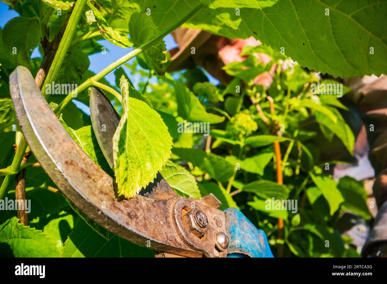 The farmer makes pruning of bushes with secateurs. Gardening Tools ...