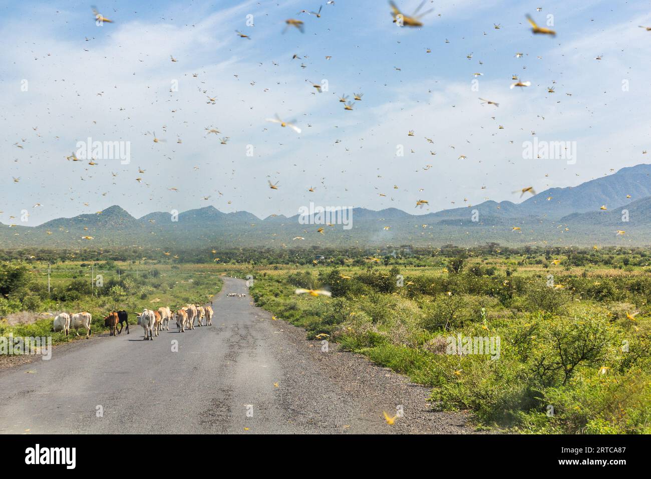 Huge swarm of locusts in Omo valley, Ethiopia Stock Photo - Alamy