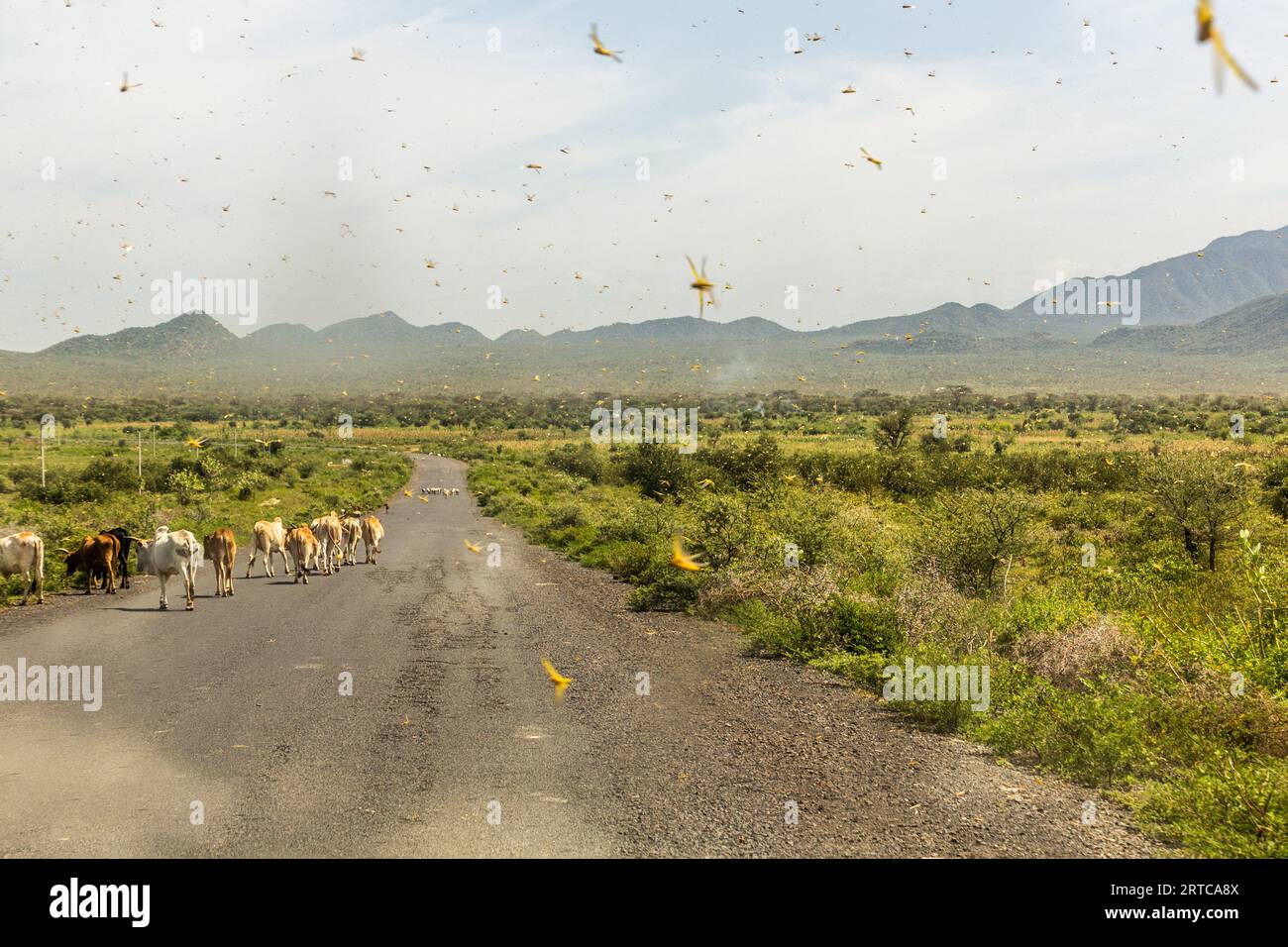 Huge swarm of locusts in Omo valley, Ethiopia Stock Photo - Alamy